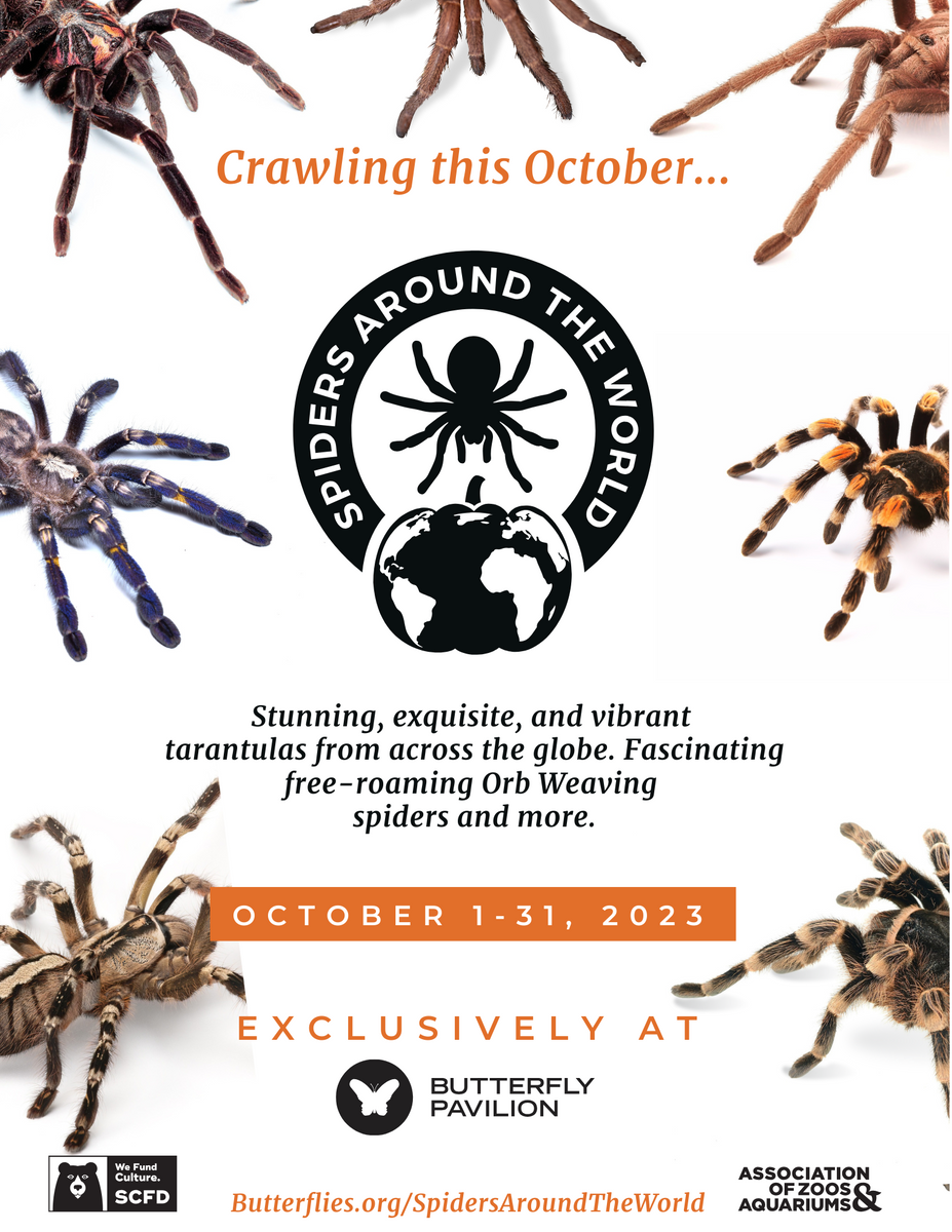 Halloween / Spiders Around the World – Butterfly Pavilion