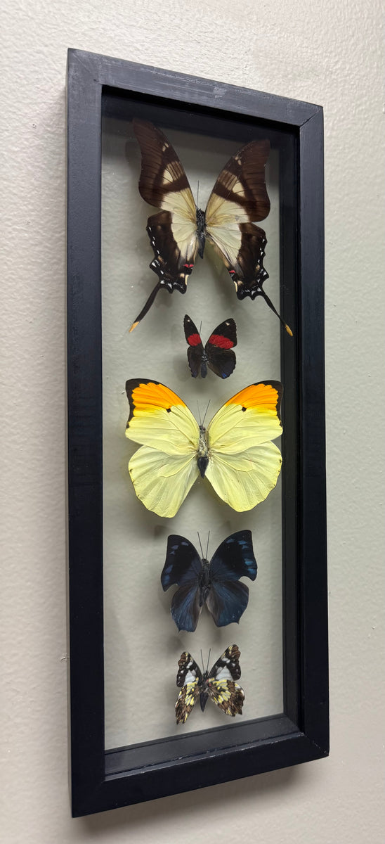 One of a Kind 5 Count Butterfly Frame – Butterfly Pavilion
